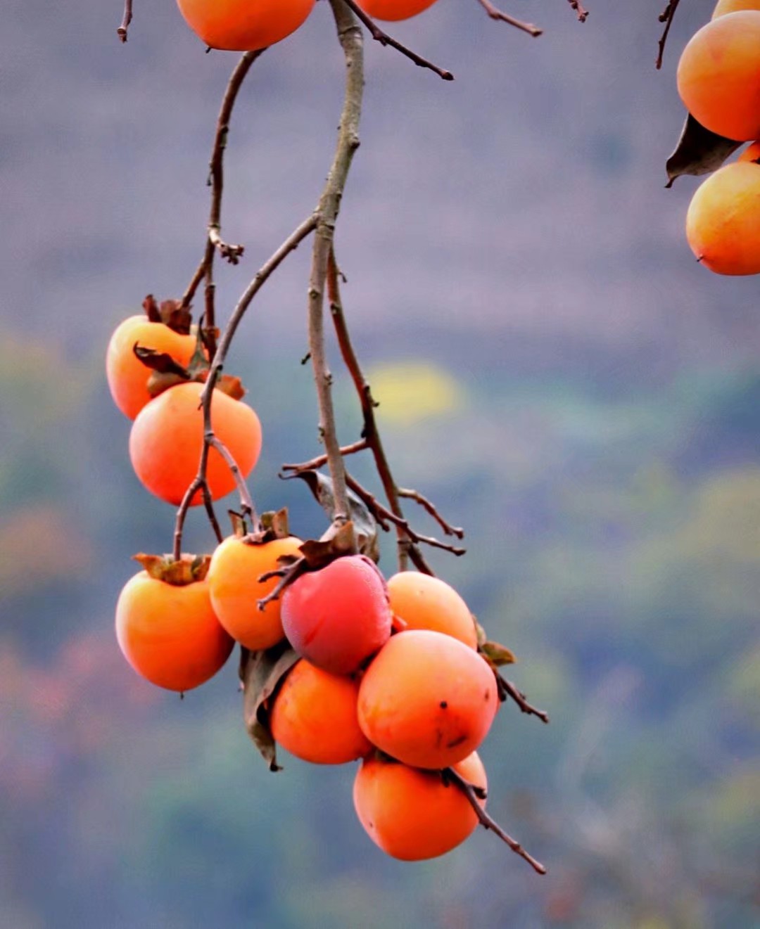 柿子红,柿子红平安扣,红红火火柿柿红(第2页)_大山谷图库